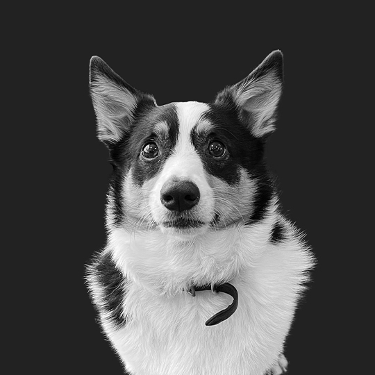 Team | Williams Randall Advertising